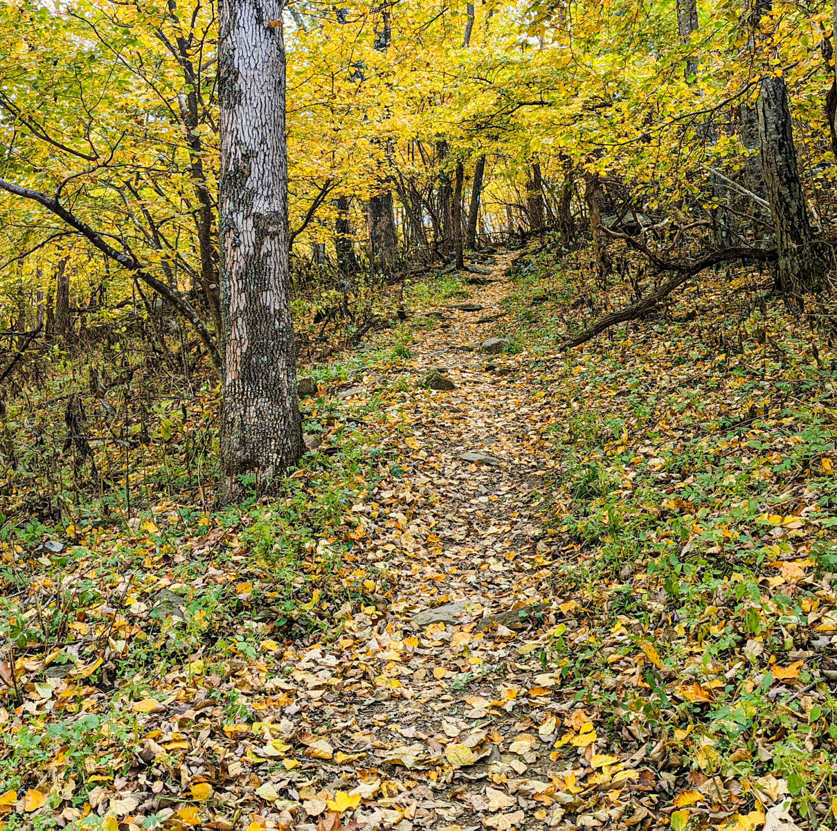 Frazier Discovery Trail: The Great Views Most People Miss in Shenandoah