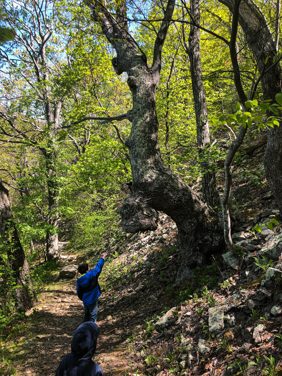 3 tips for hiking at beautiful Fallingwater Cascades - Blue Ridge Awaits