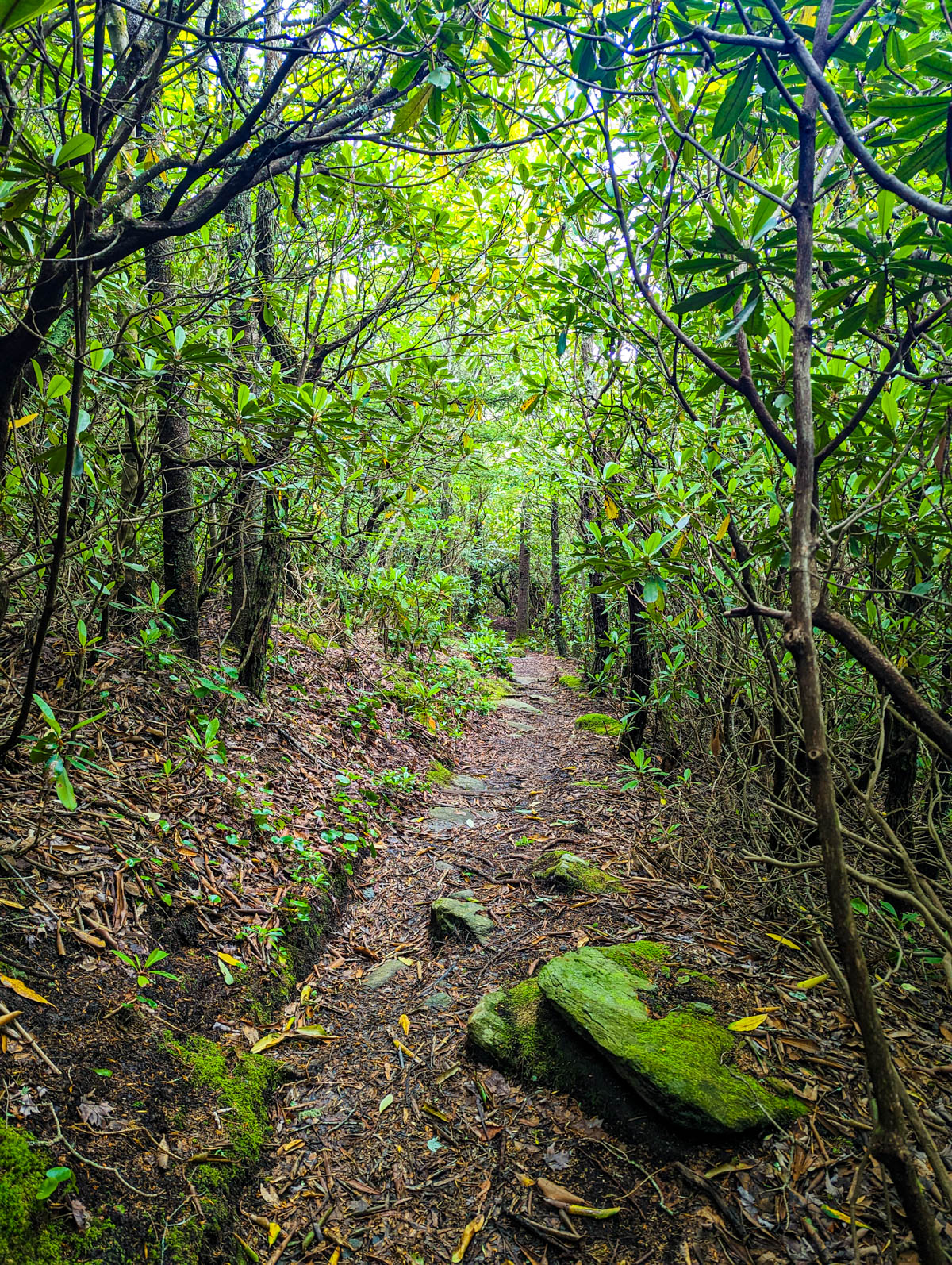 Tanawha Trail: The best trail on the Blue Ridge Parkway