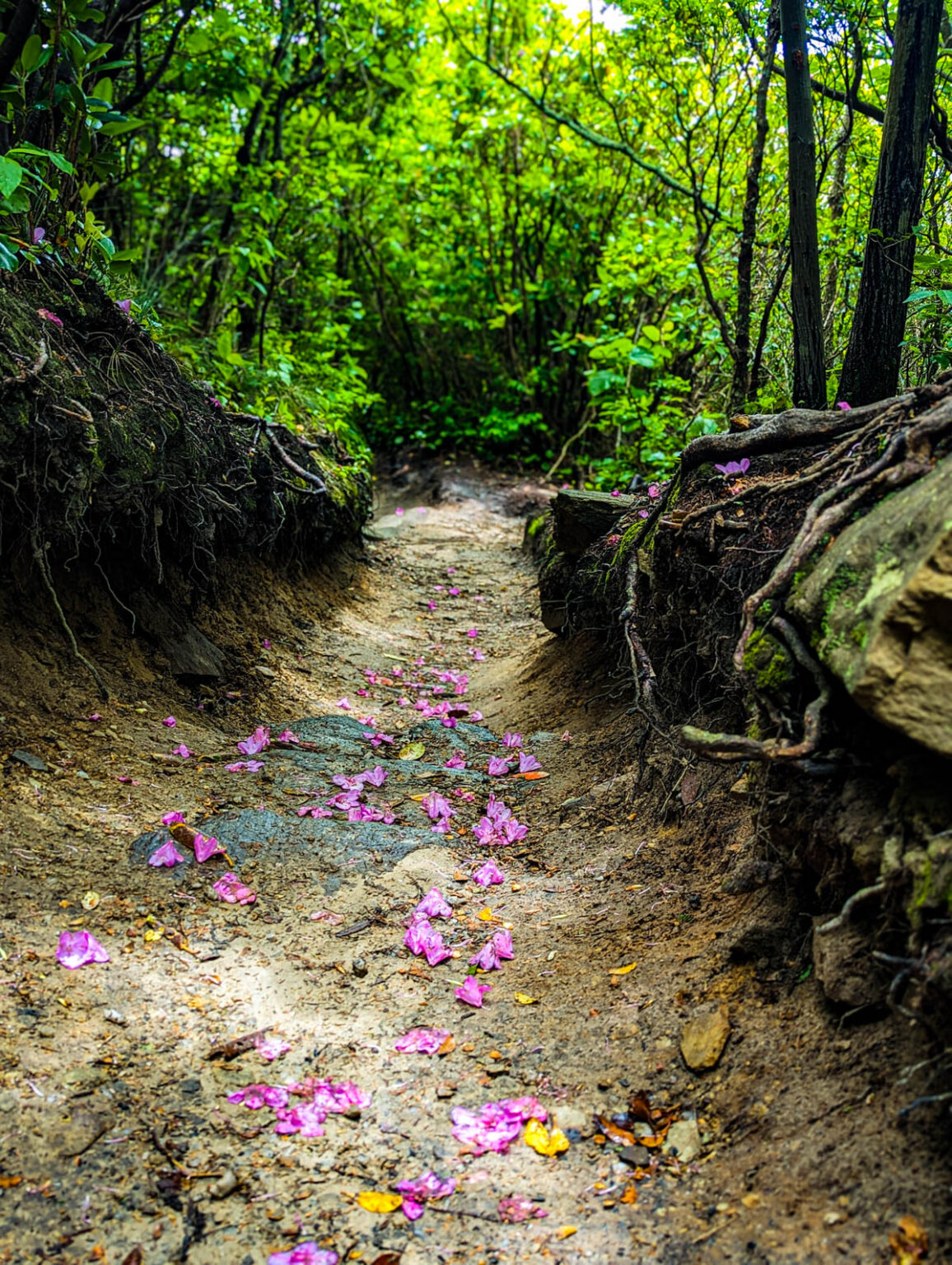 Tanawha Trail: The best trail on the Blue Ridge Parkway